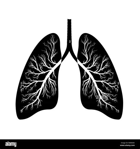 Los pulmones icono ilustración Imagen Vector de stock Alamy