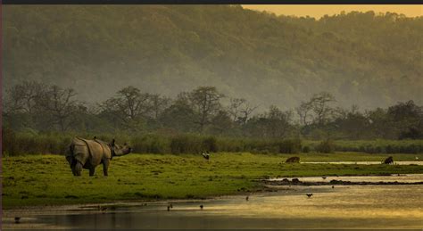 Kaziranga National Park Tour Package Service At Best Price In Guwahati