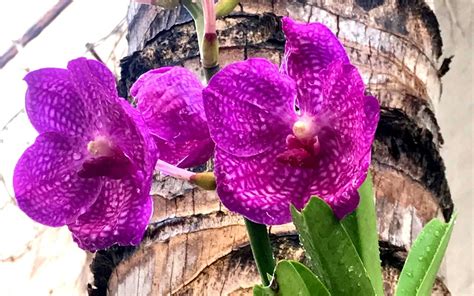 Como plantar orquídeas no tronco seco ou vivo método infalível para