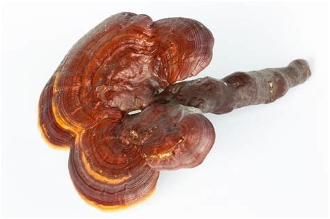 Kırmızı Reishi Mantarı Yemek