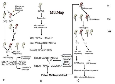 pictorial illustration of mutmap approach a mutation induction via download scientific