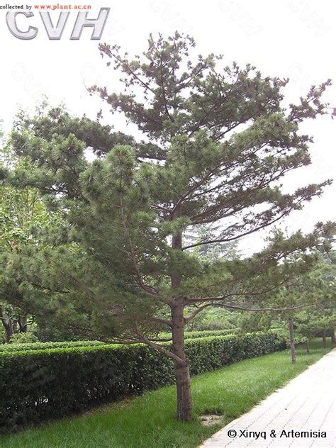 华山松Pinus armandii Franch 植物图片库 植物通