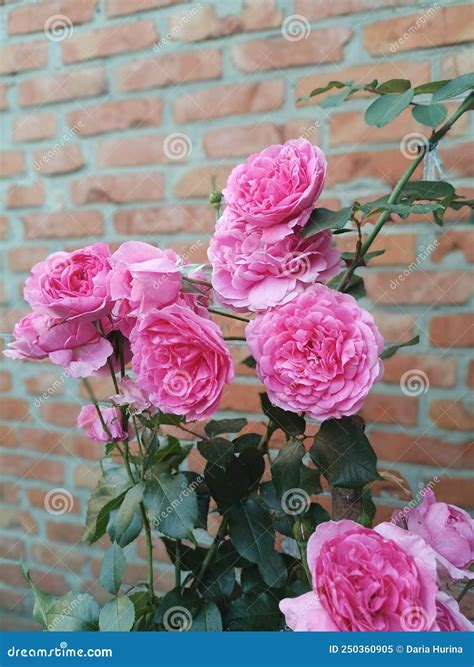 Arbusto Das Rosas Cor De Rosa Sobre Fundo De Parede De Tijolos Imagem