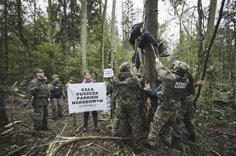 Wycinka wstrzymana Aktywiści z całej Europy znów bronią Puszczy