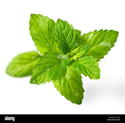 Fresh Spearmint Leaves Isolated On The White Background Stock Photo Alamy