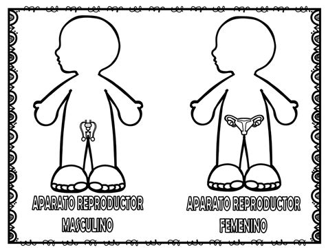 Aparato Reproductor Masculino Y Femenino Para Niños De Cuarto Grado