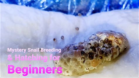 Mystery Snail Breeding Hatching For Beginners Aquarium Breeding