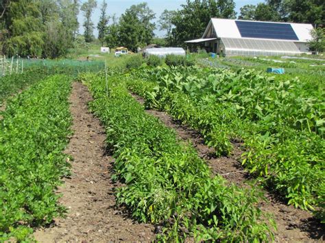 No Till Permanent Beds For Organic Vegetables Cornell Small Farms