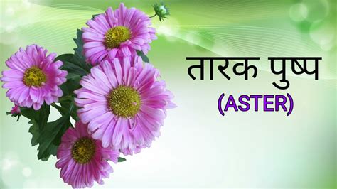 Flowers Name Flowers Name English and Hindi फल क नम फल क