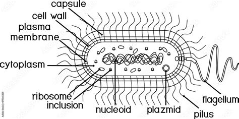 Coloring Page With Bacterial Cell Structure Prokaryotic Cell With