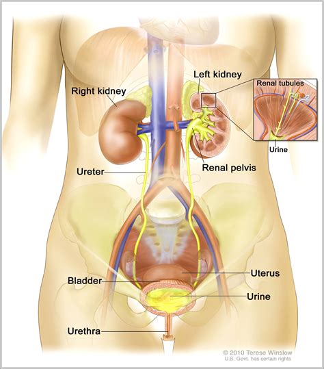 Anatomy System Human Body Anatomy Diagram And Chart Images Human