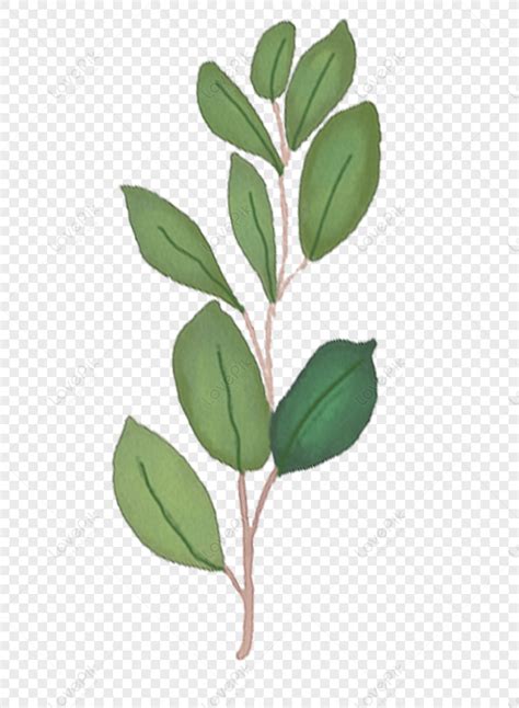 Planta De Hojas PNG Imágenes Gratis Lovepik