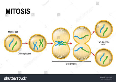 División celular Mitosis Esquema de vectores vector de stock libre