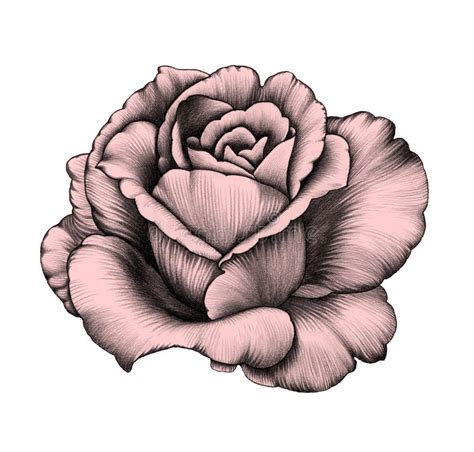 Rose Pencil Drawing Stock Illustration Illustration Of Fashioned