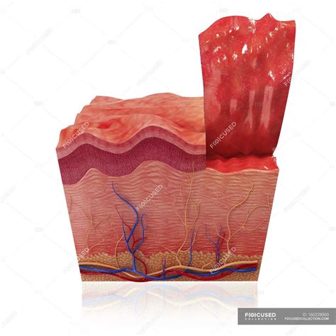 Anatomía de la piel que muestra estratificación tisular ilustración