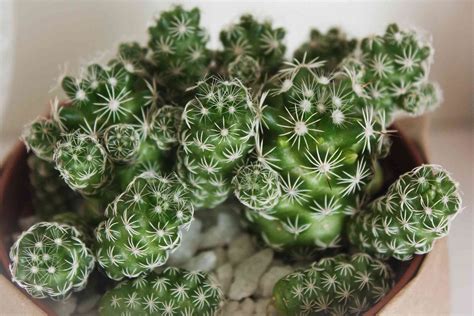 Indoor Cactus Plants Plant Care Growing Guide