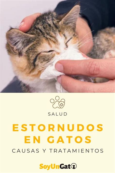 Tu Gato Estornuda Mucho Y No Sabes Por Qu Te Explicamos Las Causas