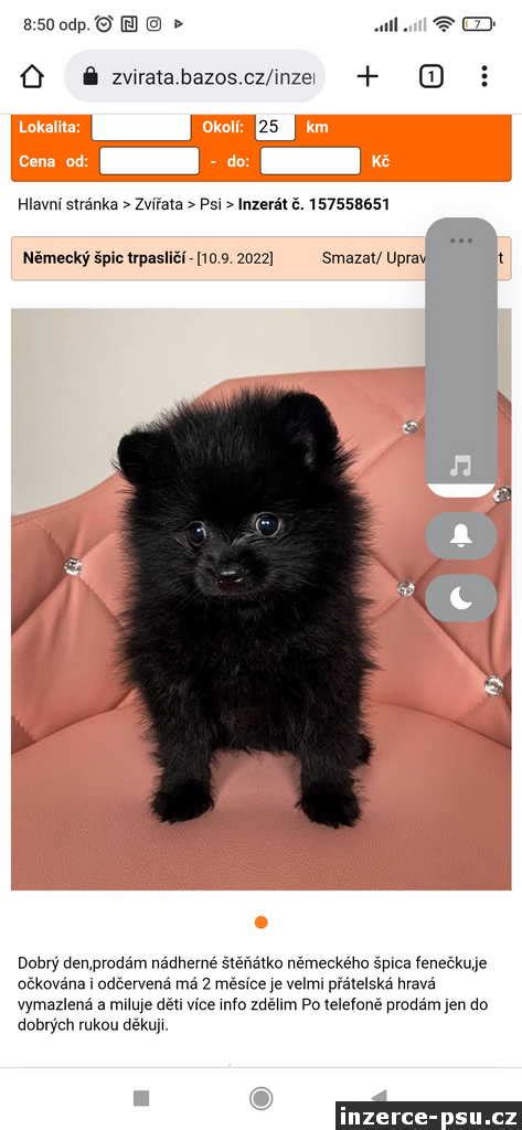 Pomeranian Ern M N Prodej Inzerce