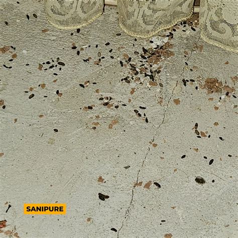 Crottes De Souris Sanipure