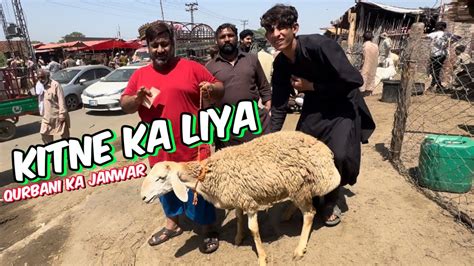 Kitne Ka Liya Qurbani Ka Janwar Bakra Eid 2024 Desi Bakre Mundre