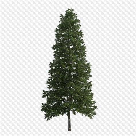 100 PNG árboles en un fondo transparente