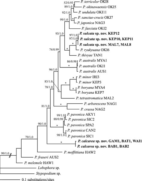 Maximum Likelihood ML Tree Based On The Combined RbcL Cox3 Gene