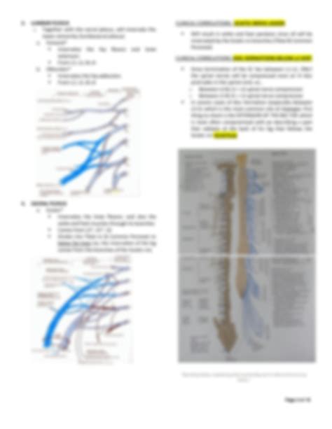 SOLUTION Neuro Anatomy Spinal Cord Ascending And Descending Pathways