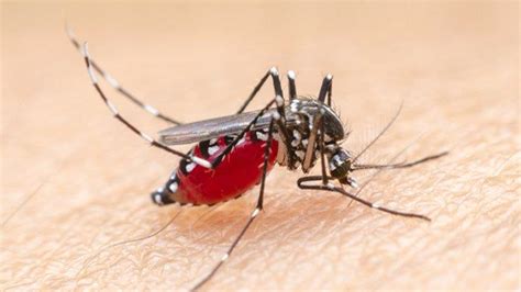 Kabupaten Pohuwato Gorontalo Darurat Malaria Tambang Jadi Penyebab