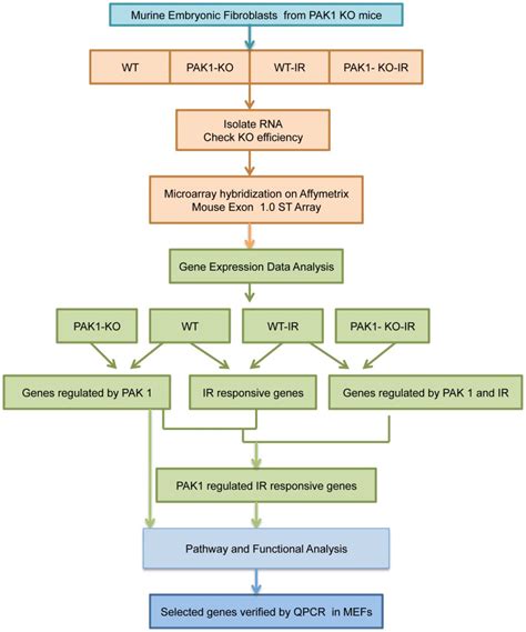a flowchart representing the global gene expression profiling in the download scientific