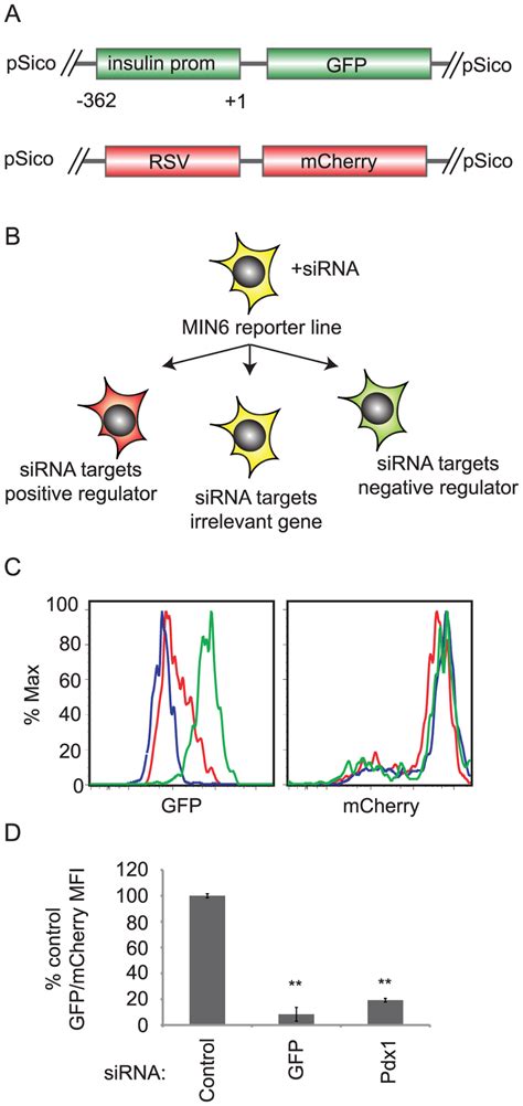 SiRNA Screening System To Identify Regulators Of Insulin Promoter