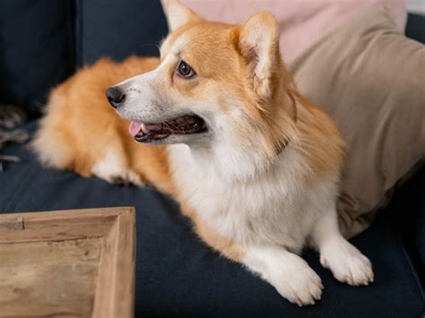 Do Corgis Like To Cuddle Tips On Snuggling With Your Corgi Hepper