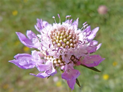 Vild Blomma Scabiosa Pin Dämpning Gratis foto på Pixabay Pixabay