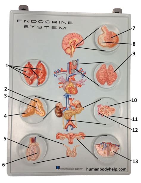 Endocrine System Model Diagram Quizlet