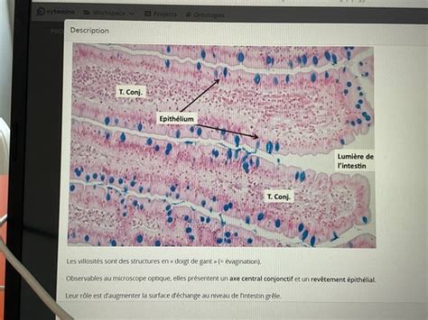 Histologie Épithéliums de revêtement Flashcards Quizlet