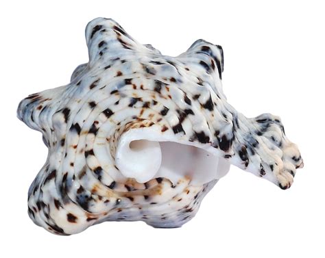 Sea Ocean Shell PNG Image PurePNG Free Transparent CC0 PNG Image