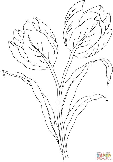 Tulpan blomma Målarbok Gratis Målarbilder att skriva ut