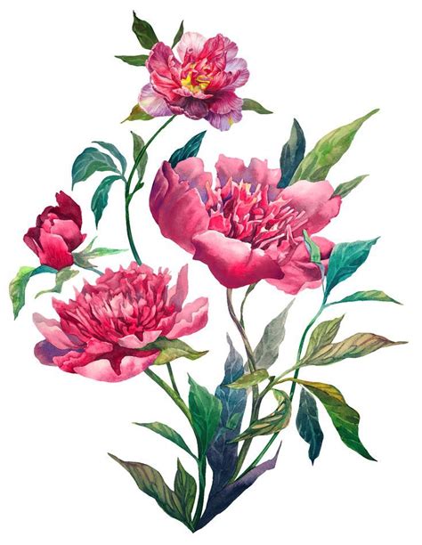 Three Pink Flowers With Green Leaves And Buds On A White Background