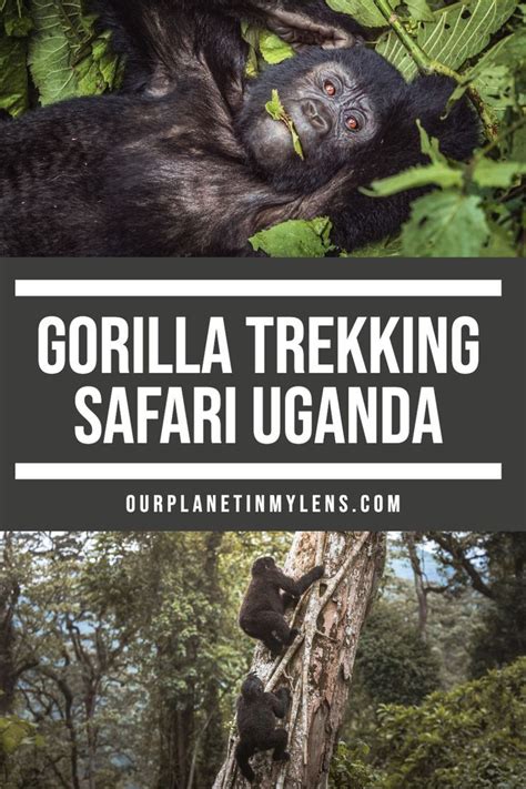 Gorilla Trekking In Uganda Explore The Wild Mountain Gorillas