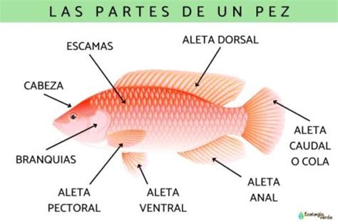 Descubre todo sobre la información de los peces características tipos