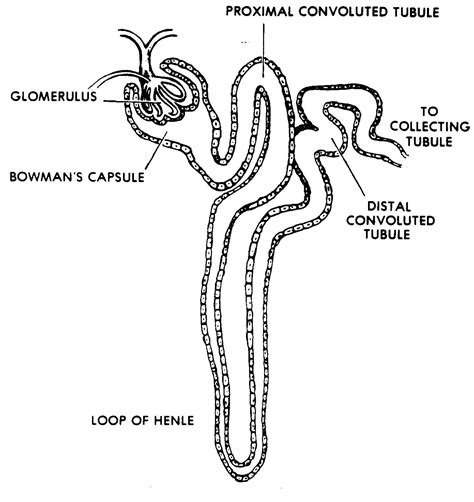 Images Urogenital Systems Basic Human Anatomy