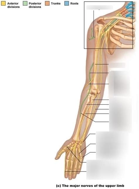 Upper Extremity Diagram Quizlet