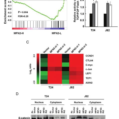 MFN2 Knockdown Enhances The Tumorigenicity Of Bladder Cancer Cells A