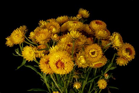 Qué significado tienen las flores en un funeral Blog