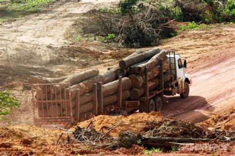 Perú ha perdido más de 7 millones de hectáreas de bosques por
