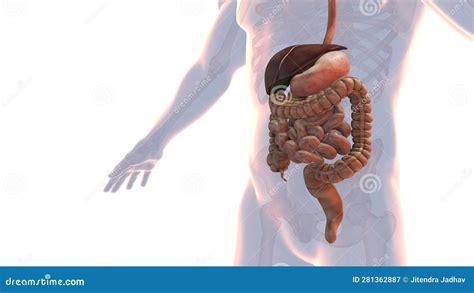 Anatomia Del Sistema Digestivo Umano Illustrazione 3d Illustrazione Di