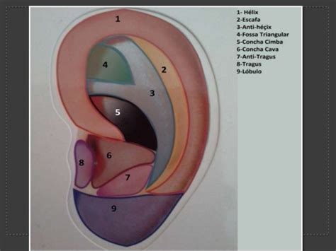 Combinação de pontos auriculares na estética Acupuntura