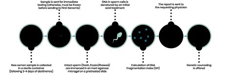 Sperm DNA Fragmentation Test First Genomix