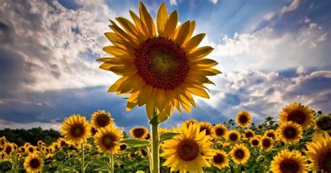 Las angiospermas características generales Biología