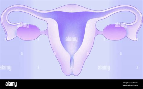Female Genital Organs Stockfotos Und Bilder Kaufen Alamy