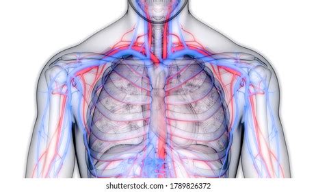 Human Circulatory System Arteries Veins Anatomy Stock Illustration
